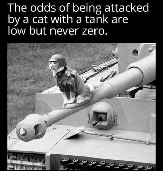 Catmemes catmemesdaily cat kitten instacat catmemesarethebest memecat ...