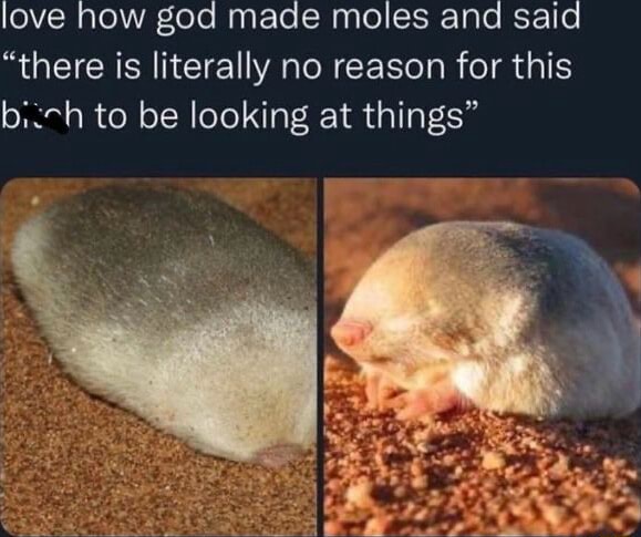 Love how god made moles and said "there is literally no reason for this ...