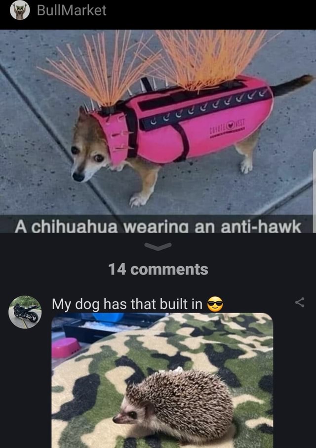 BullMarket A chihuahua wearing an anti-hawk 14 comments My dog has that ...