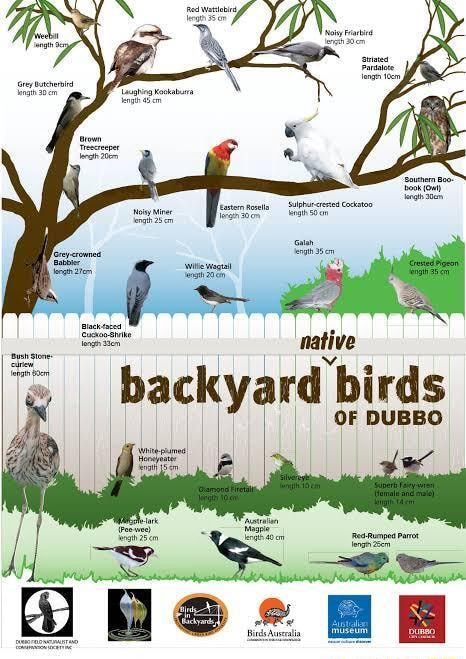 Backyard native birds of Dubbo, Australia - bac y rd birds OF DUBBO OF ...
