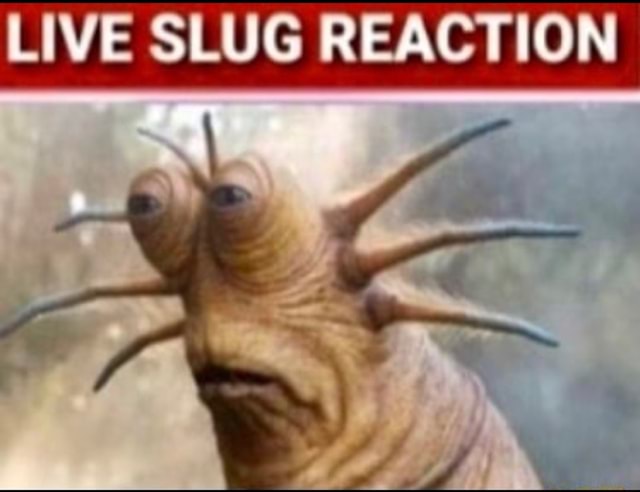 LIVE SLUG REACTION - iFunny
