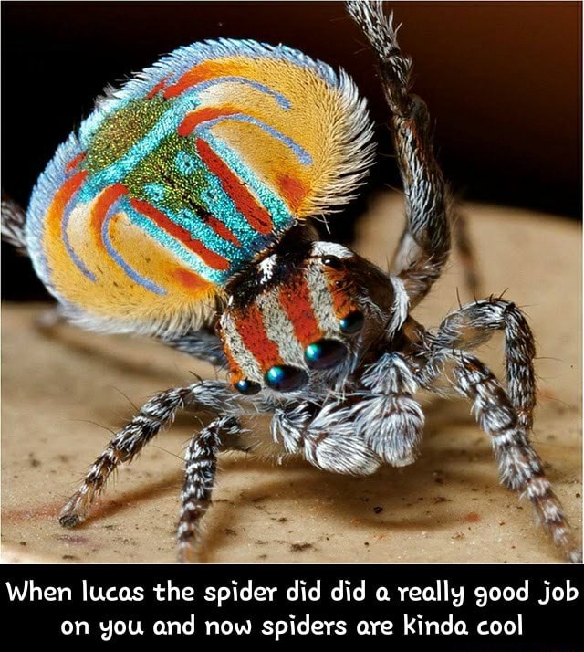 When lucas the spider did did o really] good job on gov. and now ...