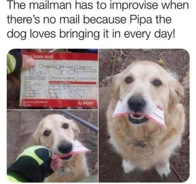 Good boy takes his job seriously! 🫡 ️ 🤣 #dogmeme #dogsofinstagram #dog ...