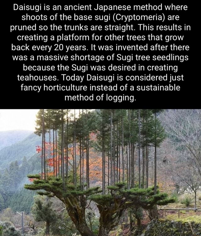Daisugi is an ancient Japanese method where shoots of the base sugi ...