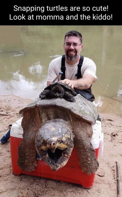 Snapping turtles are so cute! Look at momma and the kiddo! - iFunny