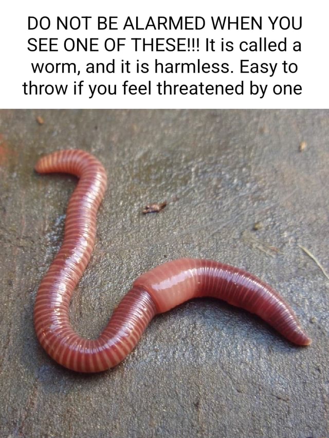 DO NOT BE ALARMED WHEN YOU SEE ONE OF THESE!!! It is called a worm, and ...