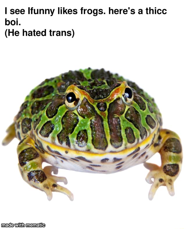 See Ifunny likes frogs. here's a thicc boi. (He hated trans) - iFunny