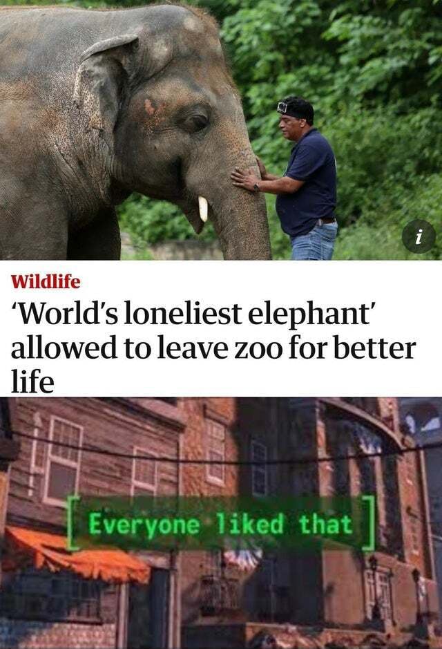 #wholesome_memes #meme #memes - Wildlife 'World's loneliest elephant ...