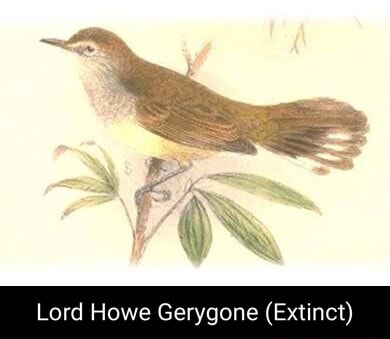Lord Howe Gerygone (Extinct) - iFunny