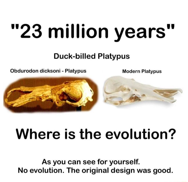 "23 million years" Duck-billed Platypus Obdurodon dicksoni - Platypus ...