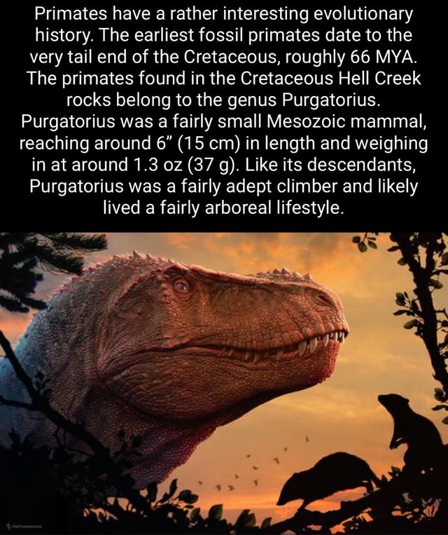 Primates have a rather interesting evolutionary history. The earliest ...