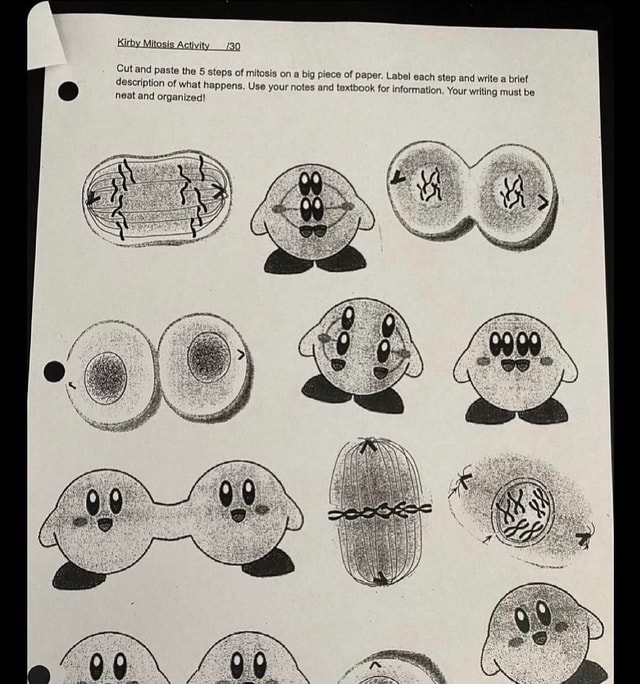 Kitby Mitosis Activity /30 Cut and paste the steps of mitosis on a big ...