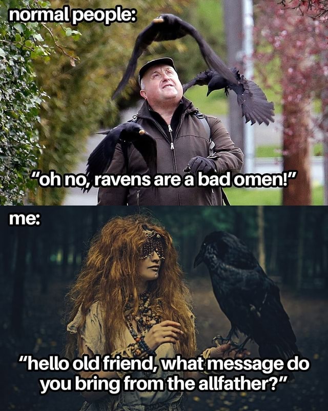 Normal people: "oh no, ravens are a bad omen!" . i me: "hello old ...