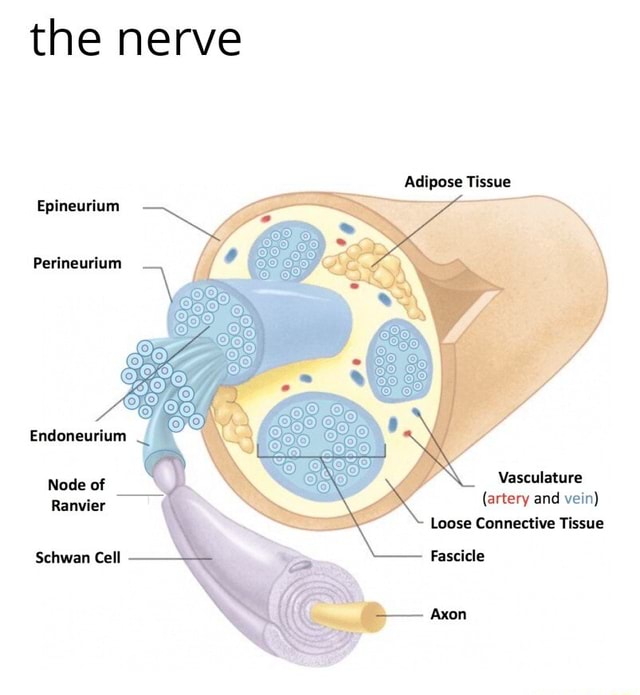 The nerve Adipose Tissue Epineurium Perineurium Endoneurium Node of ...