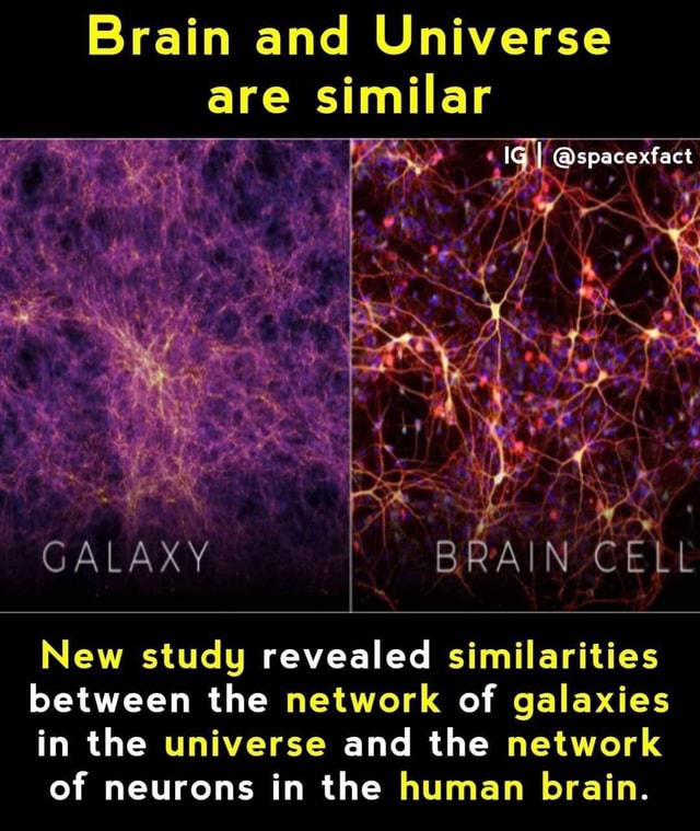Brain and Universe are similar GALAXY BRAIN CELL New study revealed ...