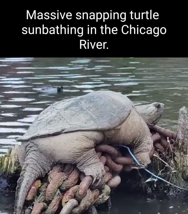 River. Massive snapping turtle sunbathing in the Chicago he - America’s ...