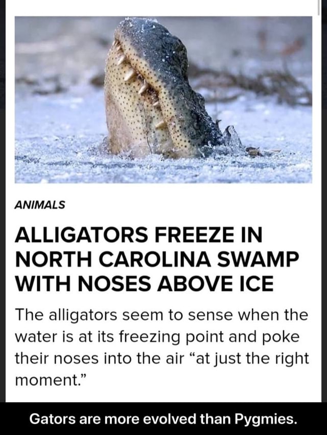 ANIMALS ALLIGATORS FREEZE IN NORTH CAROLINA SWAMP WITH NOSES ABOVE ICE ...