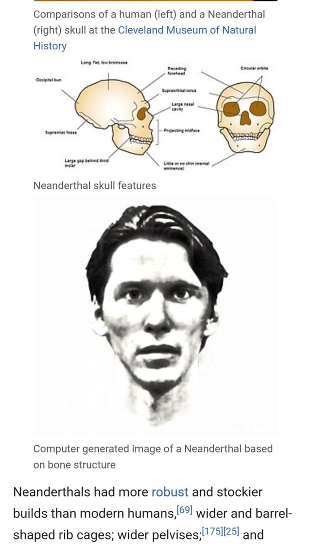 Comparisons of a human (left) and a Neanderthal (right) skull at the ...