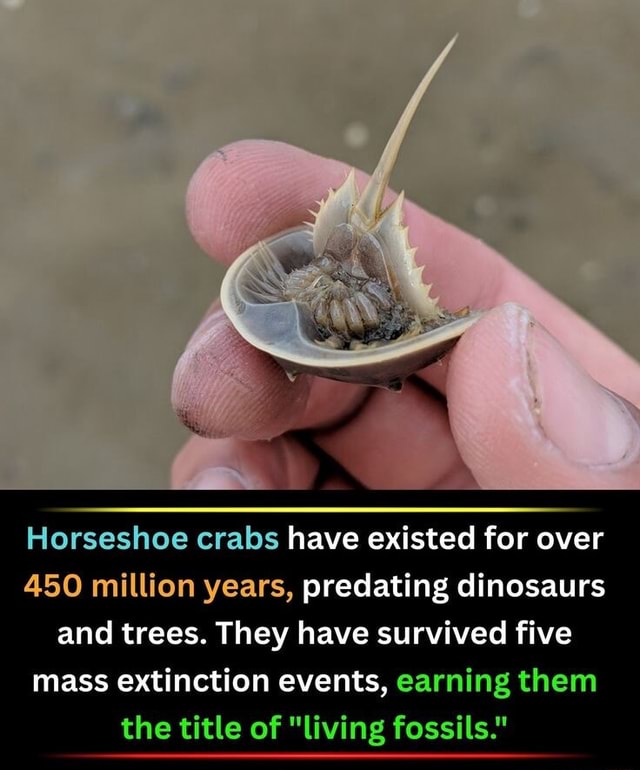Horseshoe crabs have existed for over 450 million years, predating ...