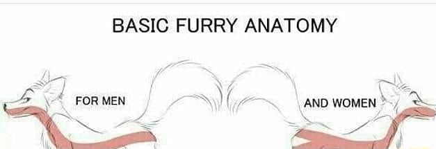 BASIC FURRY ANATOMY $4 fe \fN FOR MEN AND WOMEN - iFunny