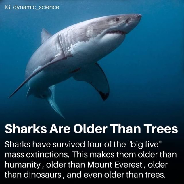 IGI dynamic __science Sharks Are Older Than Trees Sharks have survived ...