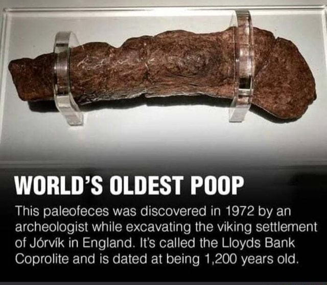 WORLD'S OLDEST POOP This paleofeces was discovered in 1972 by an ...