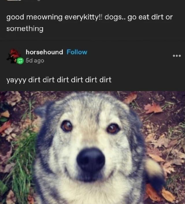 Good meowning everykitty!! dogs.. go eat dirt or something horsehound ...