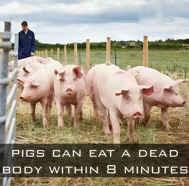PIGS CAN EAT A DEAD BODY WITHI MINUTES - iFunny