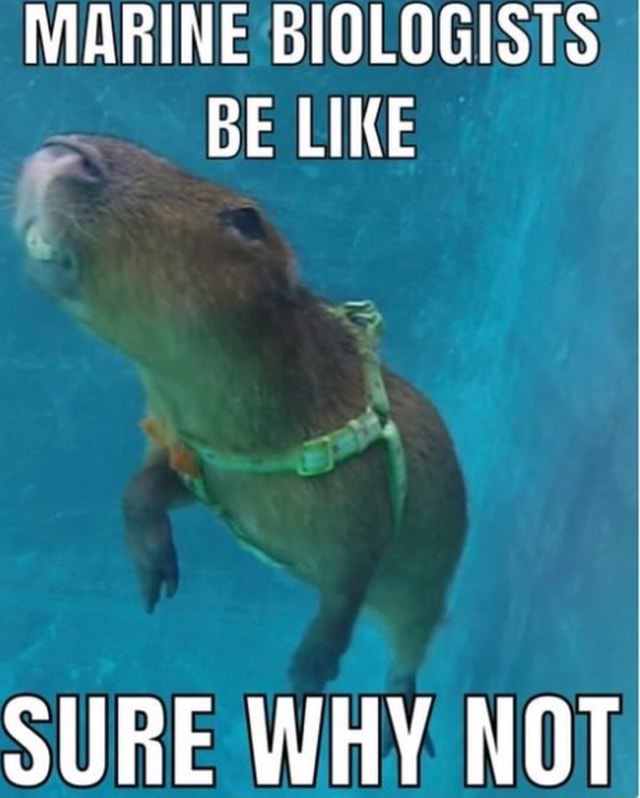 MARINE BIOLOGISTS BE LIKE SURE WHY NOT - iFunny