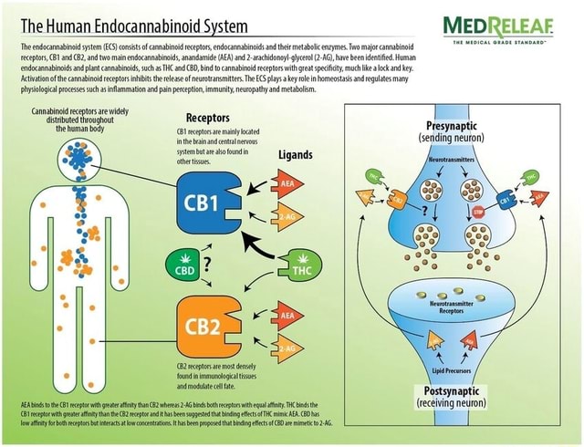 The Human Endocannabinoid System The endocannabinaid system (ECS) const ...