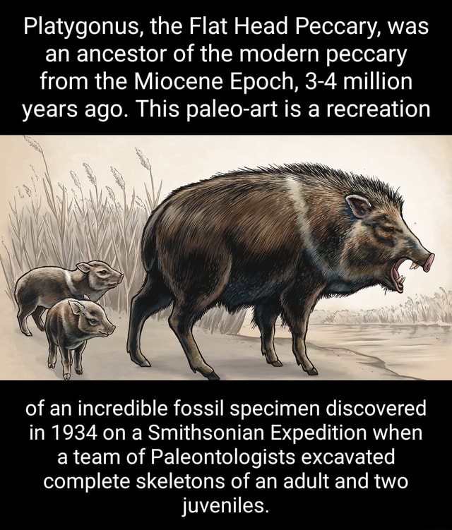Platygonus, the Flat Head Peccary, was an ancestor of the modern ...