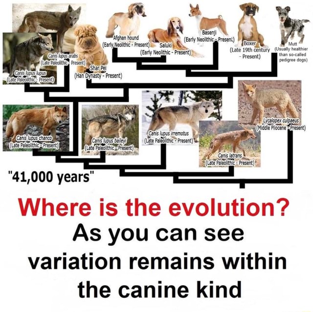 Hound wh Basenji (Earty Presen.) (Early Neolithic Present) Saluki ...