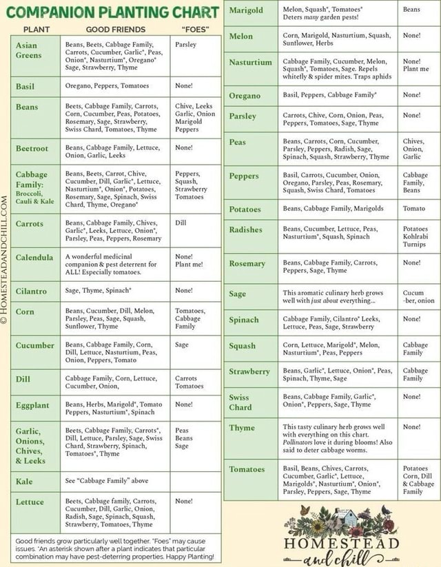 HOMESTEADANDCHILL.COM COMPANION PLANTING CHART I I Deters many garden ...