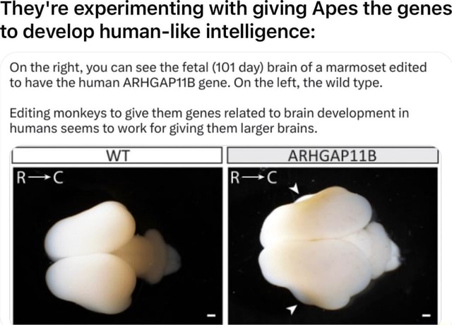 They're experimenting with giving Apes the genes to develop human-like intelligence: On the ...