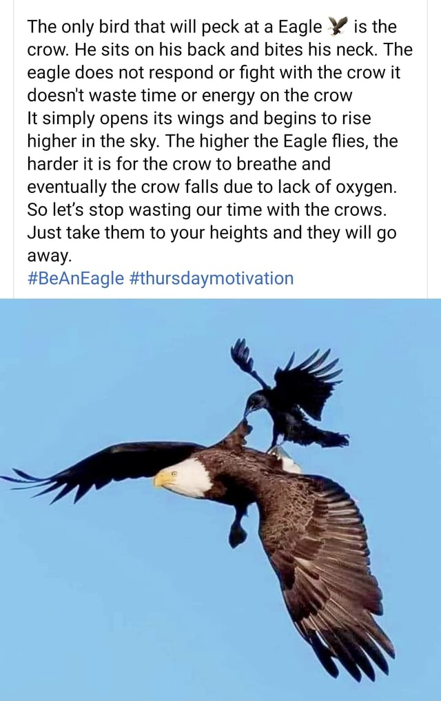 The only bird that will peck at a Eagle is the crow. He sits on his ...