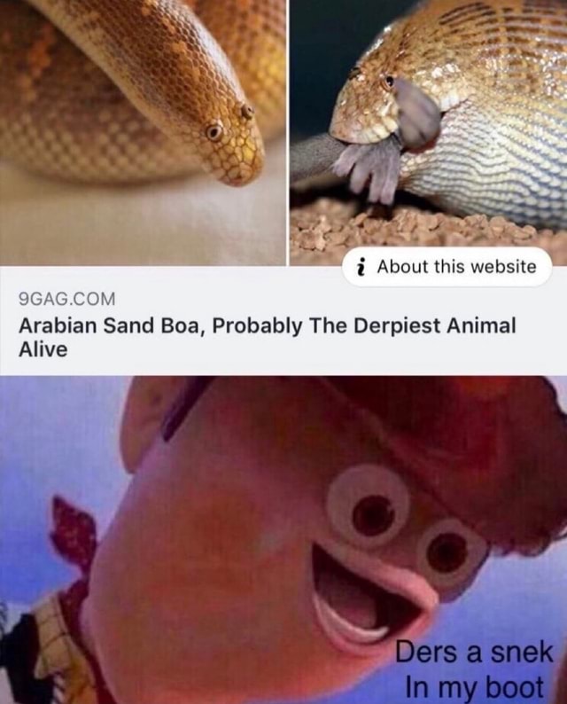 About this website Arabian Sand Boa, Probably The Derpiest Animal Alive ...