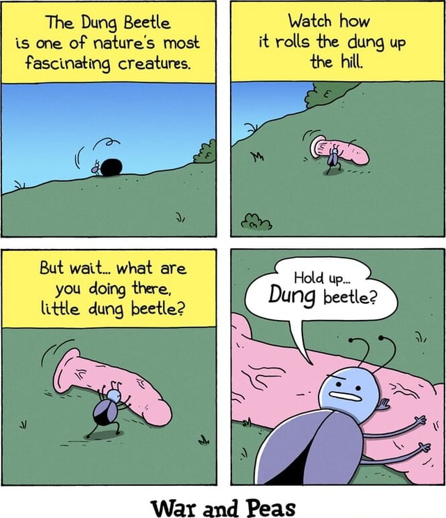 The Dung Beetle Watch how is one of nature's most it rolls the dung up ...