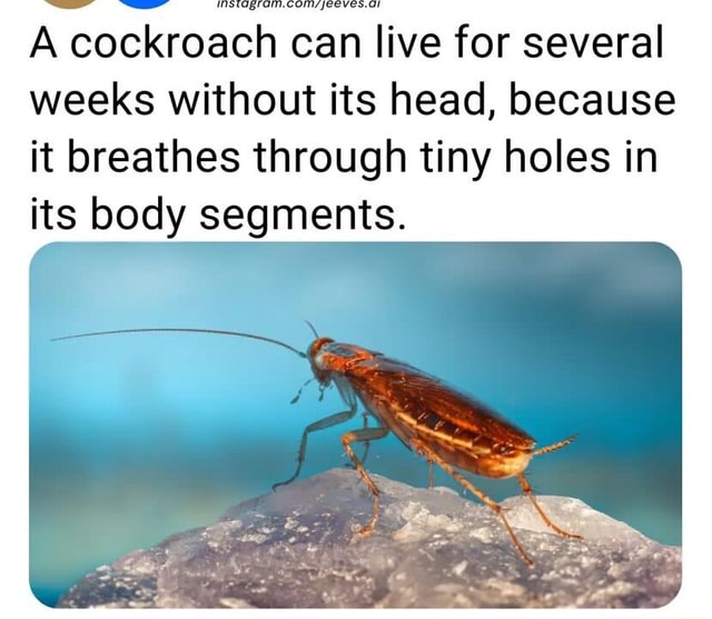 Cockroach can live for several weeks without its head, because it ...
