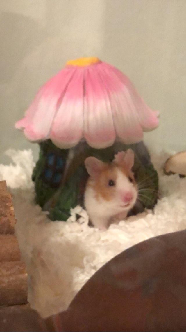 #cottagecore #pets #animals - America’s best pics and videos