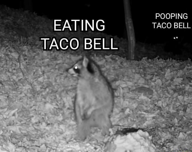 POOPING EATING TACO BELL TACO BELL - iFunny