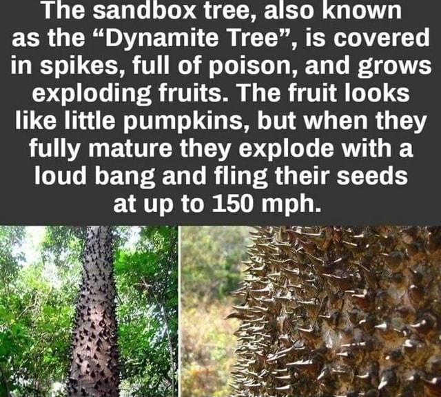 The sandbox tree, also known as the "Dynamite Tree", is covered in ...