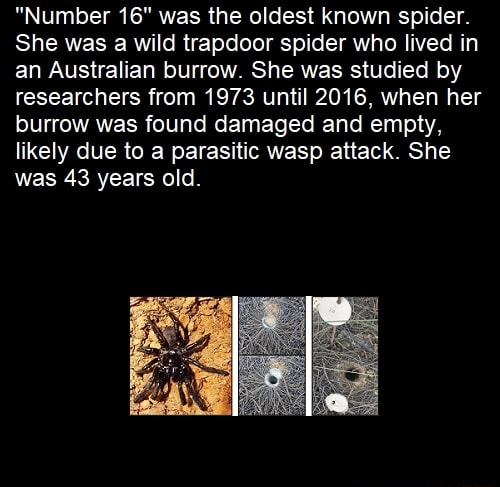 "Number 16" was the oldest known spider. She was a wild trapdoor spider ...
