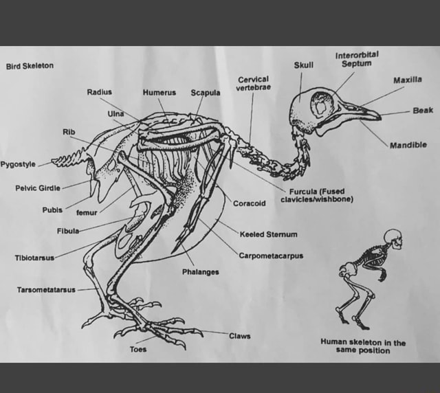 Int Bird Skeleton Skull Septum Cervical vertebrae Radius Scapula Beak ...