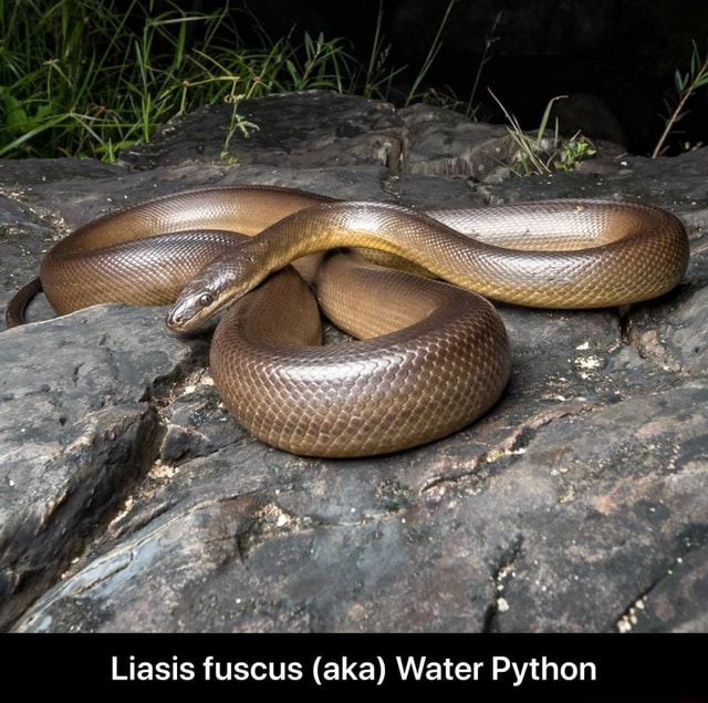 Liasis fuscus (aka) Water Python - Liasis fuscus (aka) Water Python ...