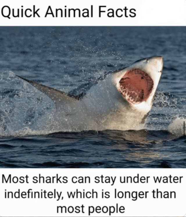 Quick Animal Facts Most sharks can stay under water indefinitely, which ...