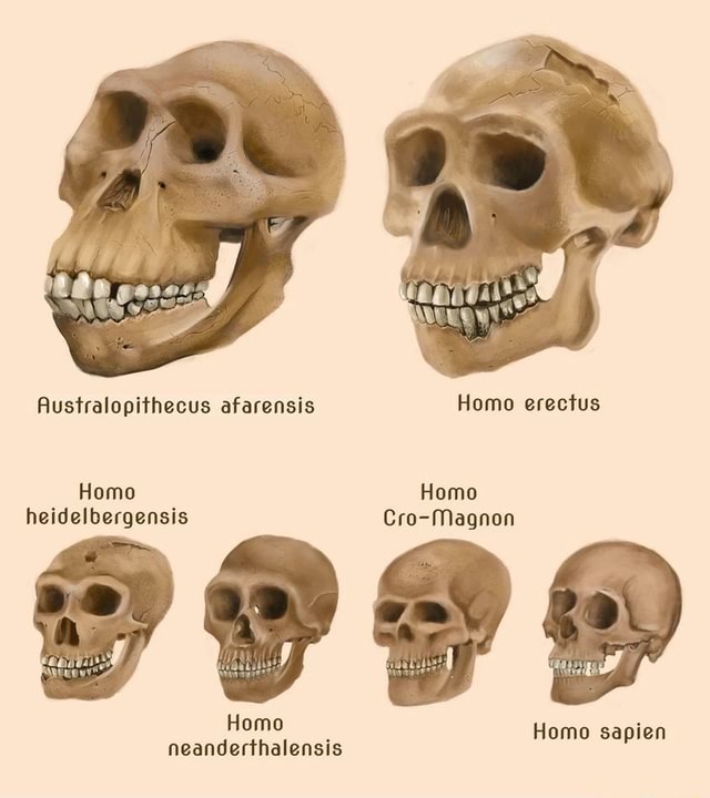 Australopithecus afarensis Homo erectus Homo Homo heidelbergensis Cro ...