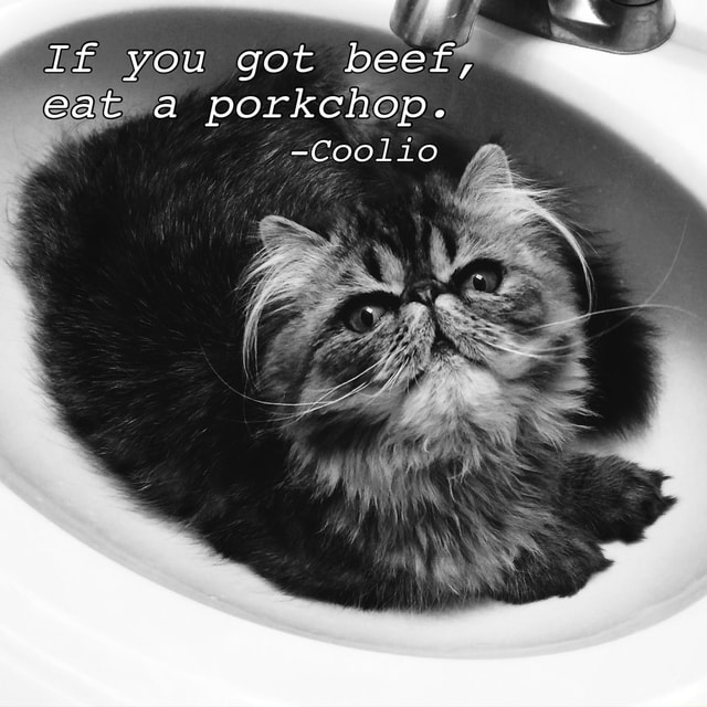 Rap Cats - If you got beef, eat aa porkchop. -Coolio - iFunny