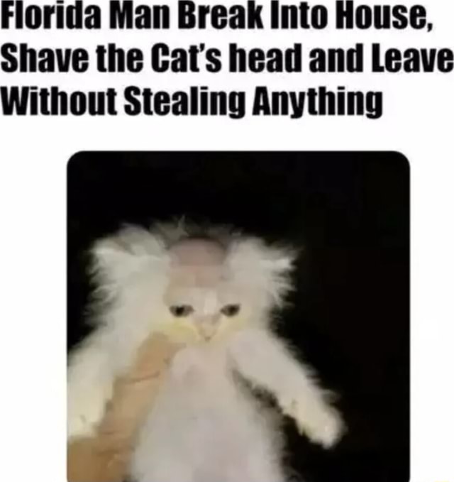 Florida Man Break into house, Shave the Cat's head and Leave Without ...