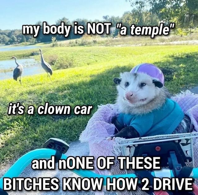 My body is NOT "a temple" it's a clown car and nONE OF THESE BITCHES ...