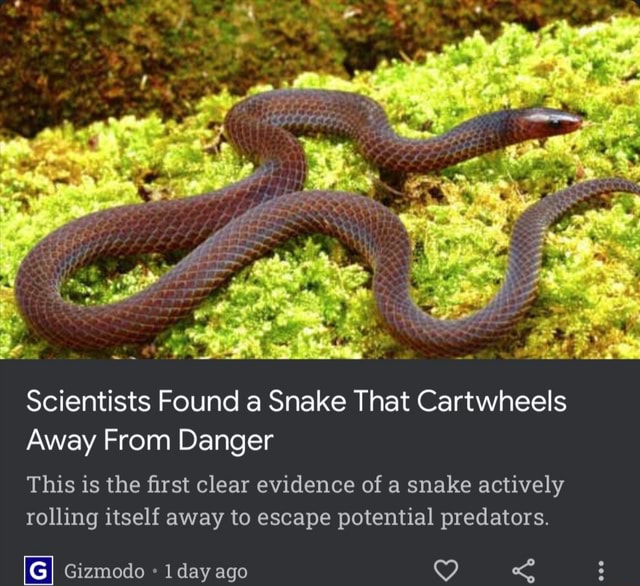 Scientists Found a Snake That Cartwheels Away From Danger This is the ...